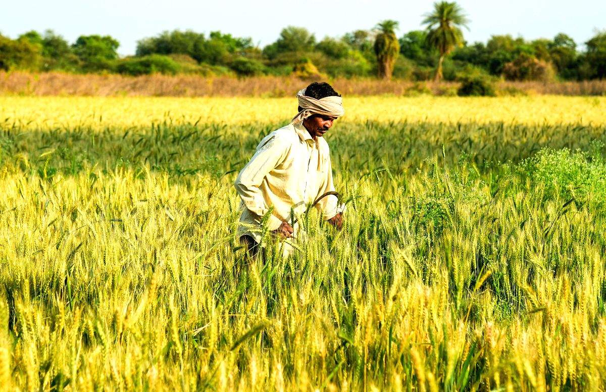 Smart seed coating technology raises crop yields by up to 30 pc